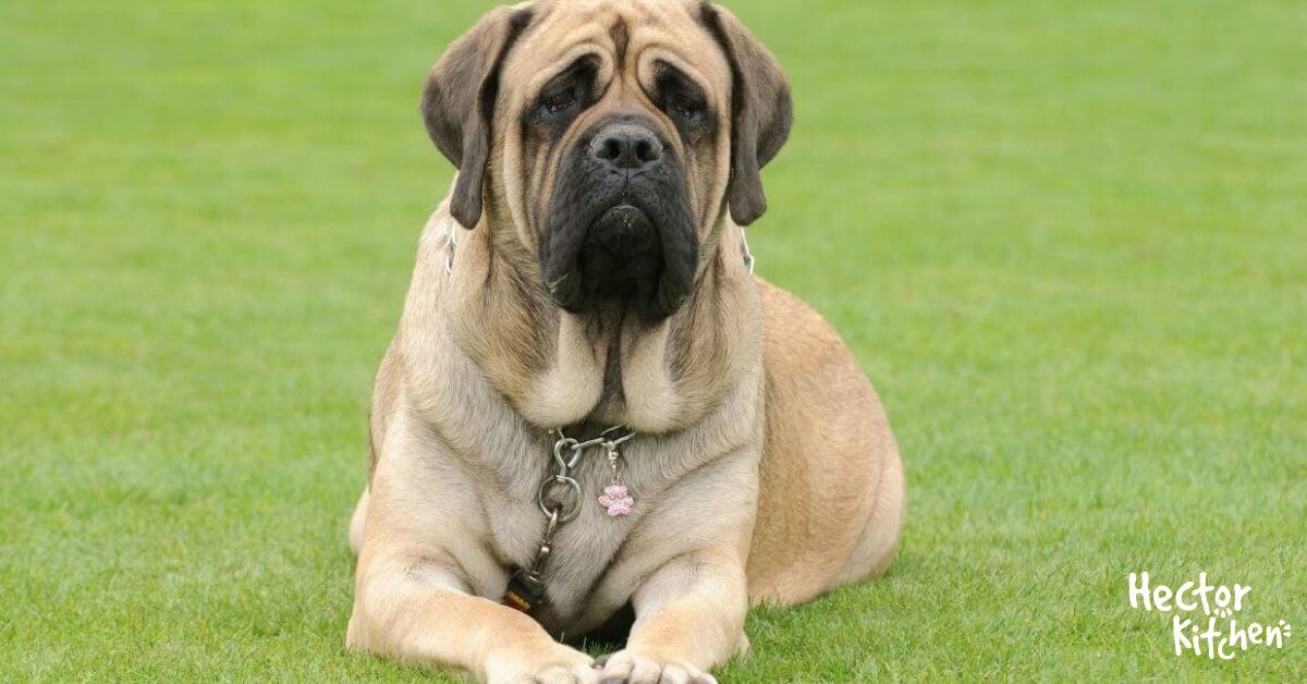 Mastiff | Un chien calme, discret et gentil